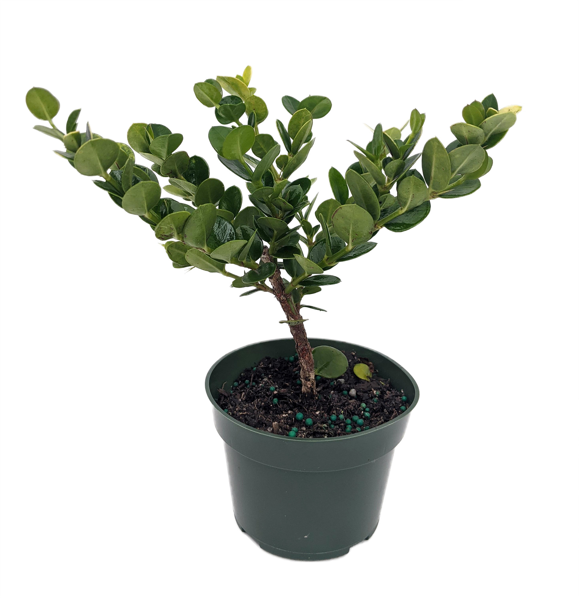 Dwarf Natal Plum Tree - Carissa macrocarpa - 4" Pot - Hirt's Gardens