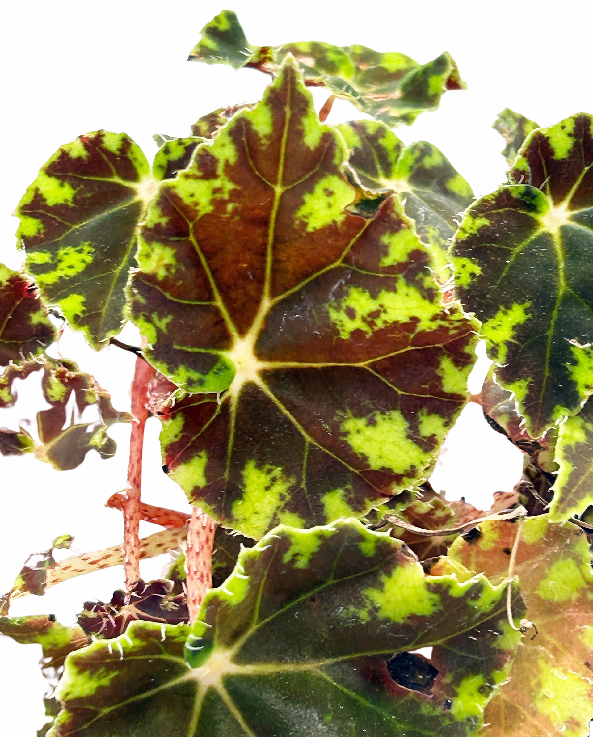 Bower's Black Begonia Plant - 2.5" Pot - Terrarium/Fairy Garden/House ...