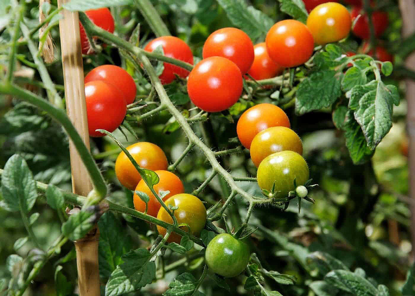 Black Russian Tomato 30 Seeds - Heirloom - Hirt's Gardens