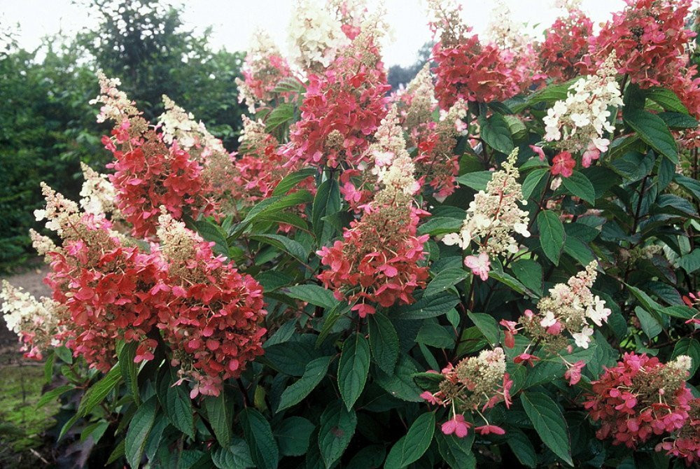 Gatsby Pink® Hydrangea - 4" pot - Proven Winners - Hirt's Gardens