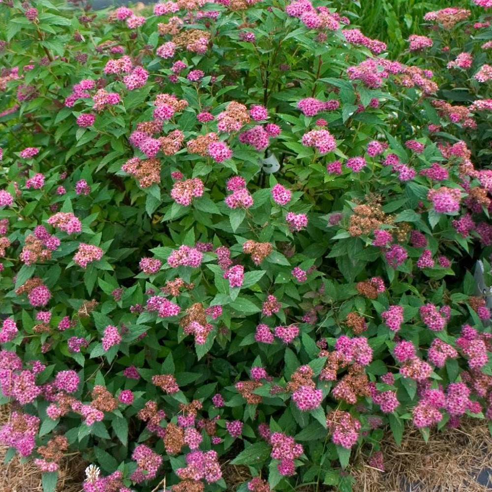Double Play® Red Spiraea - 4" pot - Proven Winners - Hirt's Gardens