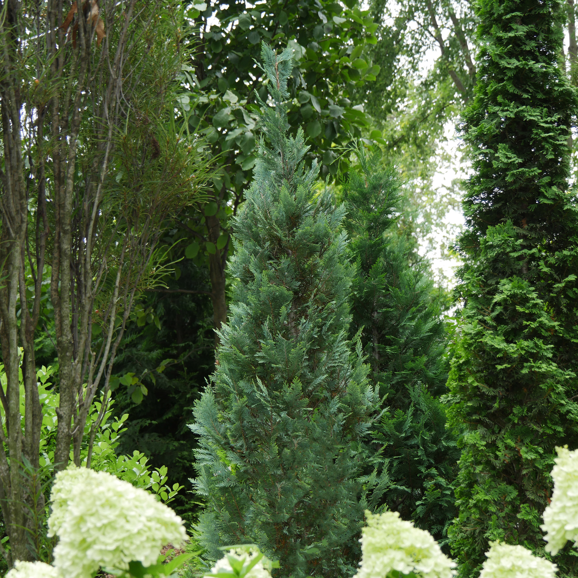SOFT SERVE® Gold False Cypress - Chamaecyparis - 4" Pot - Proven ...