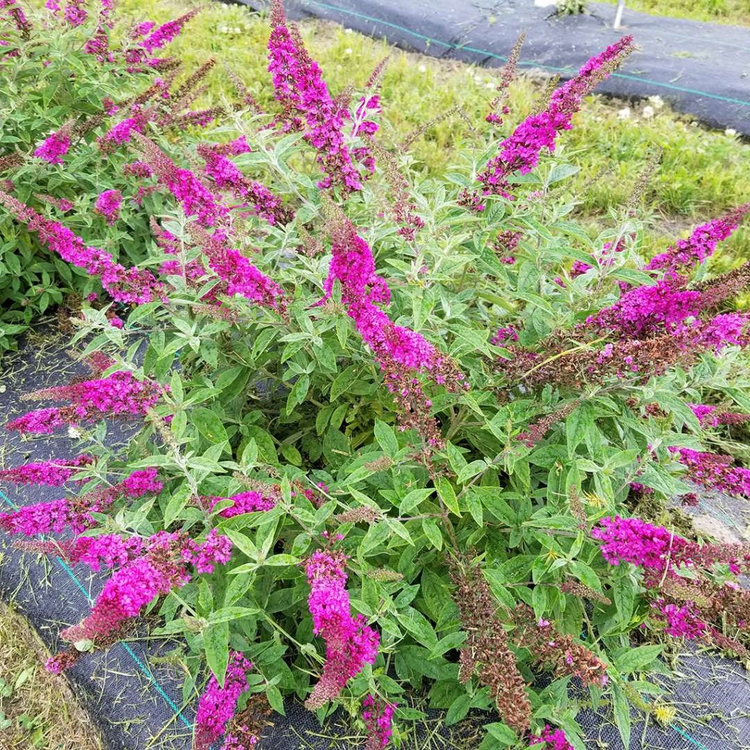 Miss Violet Butterfly Bush - 4" pot - Buddleia - Proven Winners - Hirt ...
