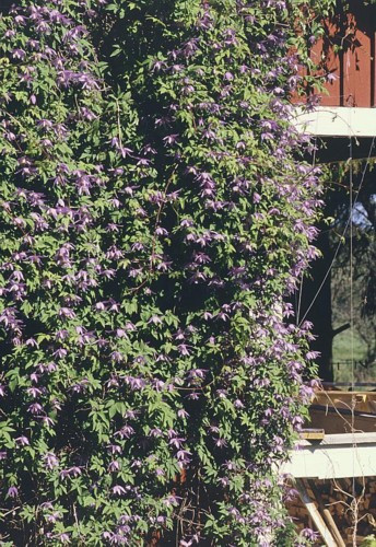 Vanilla Scented Clematis 15 Seeds -Clematis recta - Hirt's Gardens