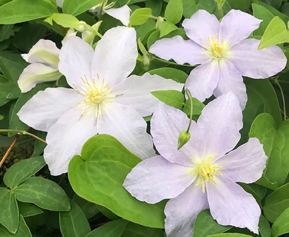Vanilla Scented Clematis 15 Seeds -Clematis recta - Hirt's Gardens