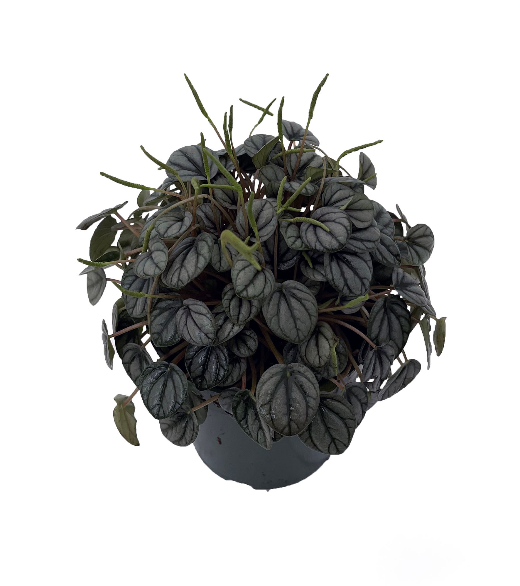 Piccolo Banda Peperomia - Peperomia albovittata - 4" Pot - Easy to Grow ...