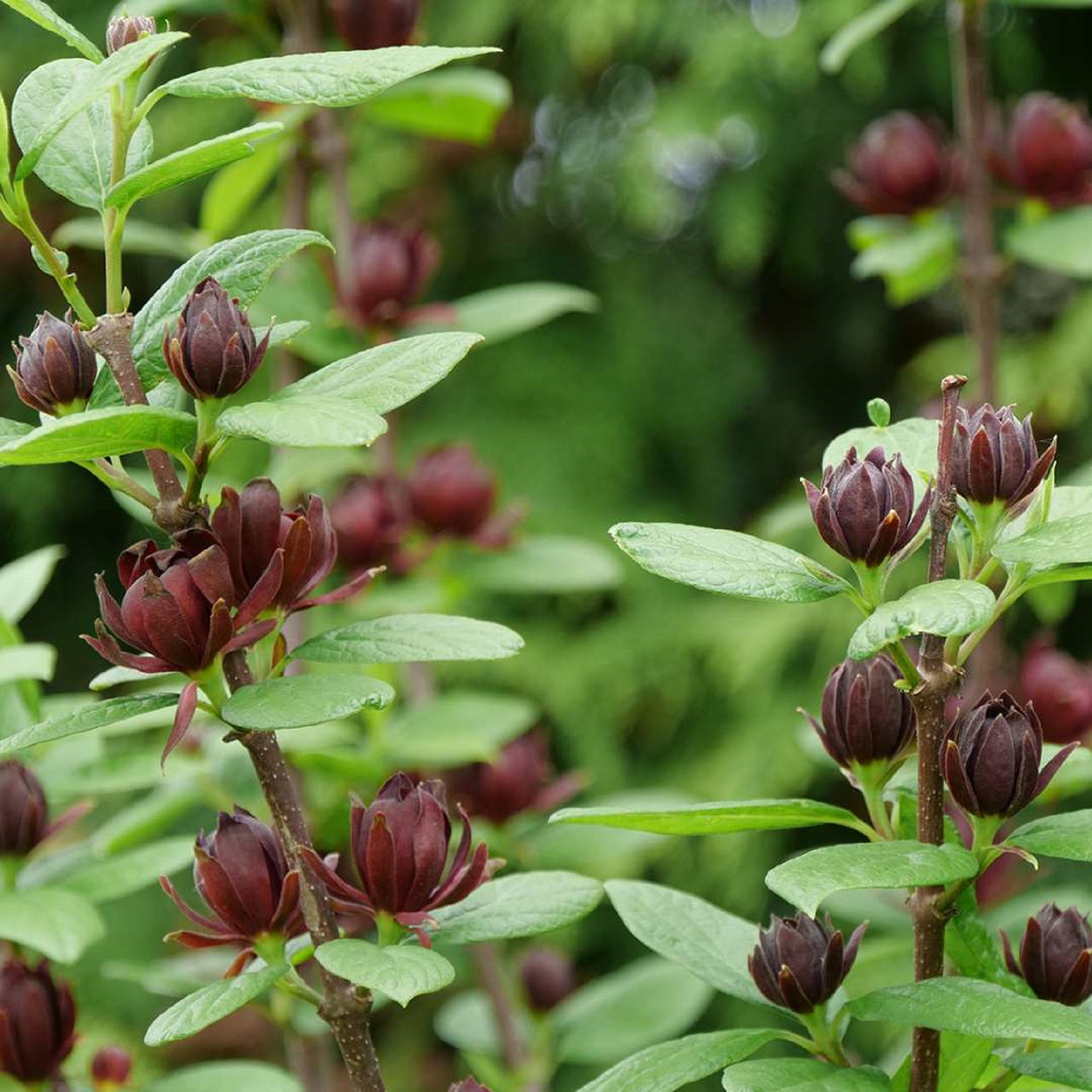 Double Take™ Chaenomeles Peach - 4" pot - Flowering Quince - Proven ...