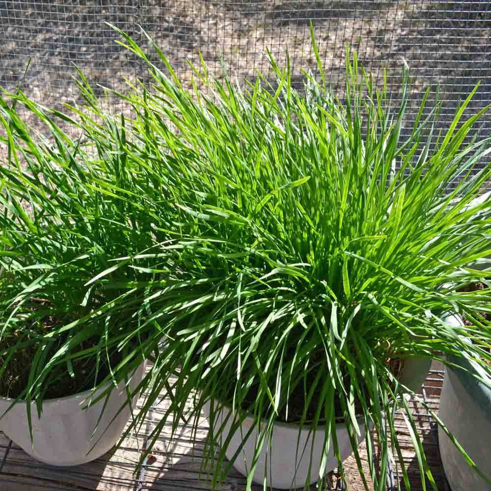 Garlic Chives Seeds - 600 mg - Perennial Herb - Hirt's Gardens