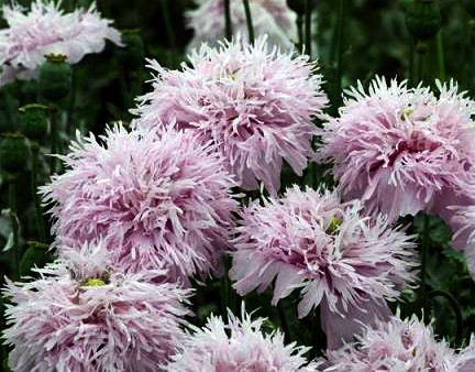 Giant Lilac Pompom Somniferum Poppy 200 Seeds - Hirt's Gardens