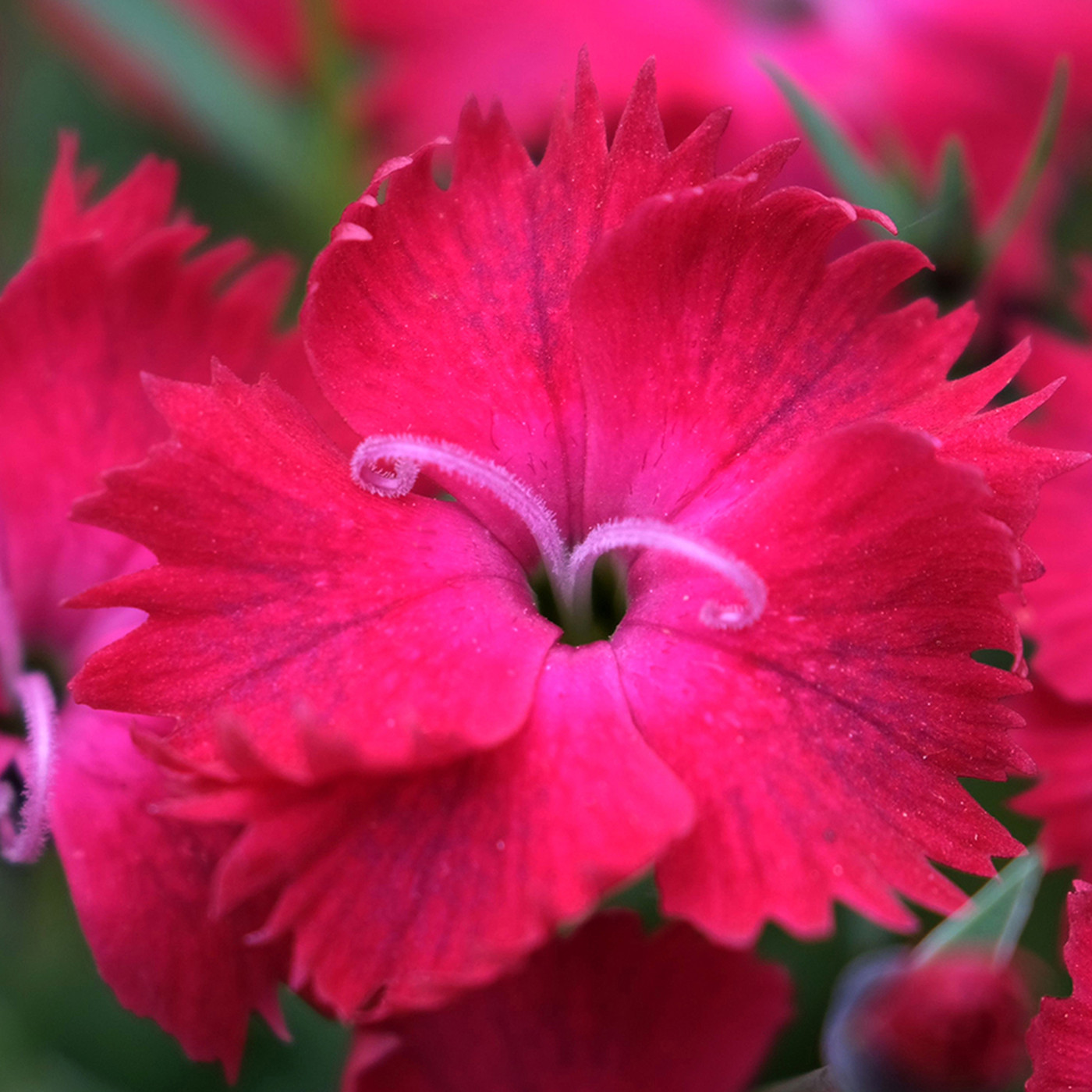 Bearded 'Spooky Mix' Dianthus - 100 Seeds - Fringed - Hirt's Gardens
