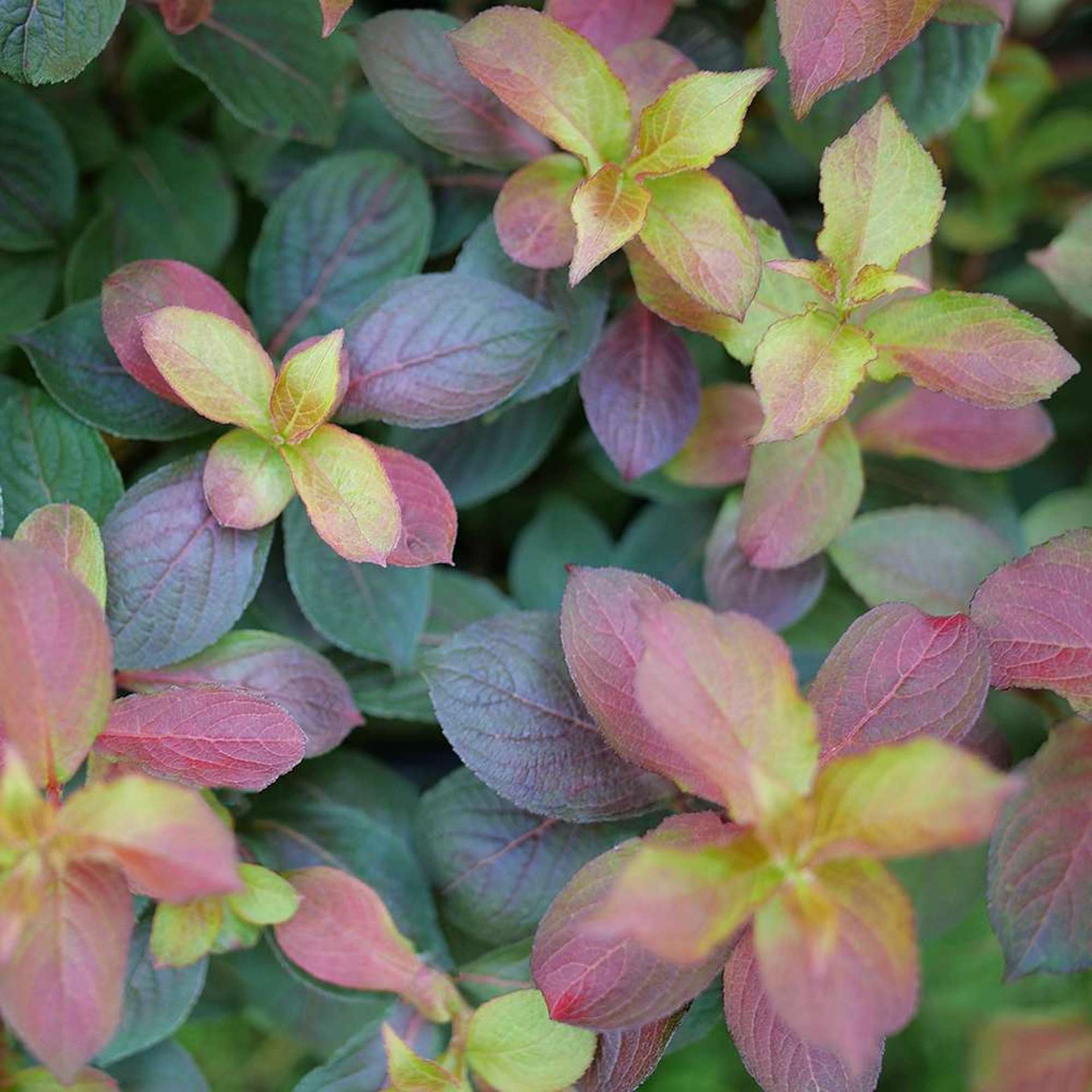 SUNJOY® TANGELO™ Berberis thunbergii- Outside or Bonsai - Proven ...