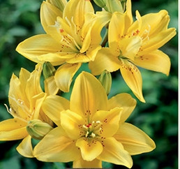 Mexibell Improved Pepper - 10 Seeds - Hot - Hirt's Gardens