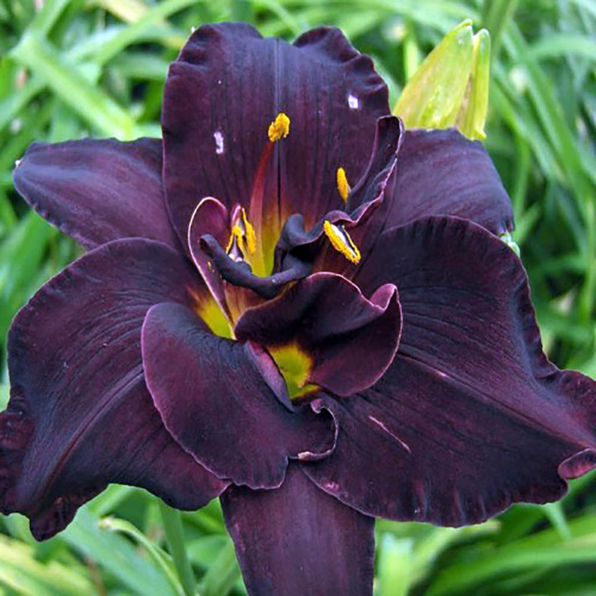 Jupiter Sweet Pepper - 20 Seeds - Thick Walls - Hirt's Gardens