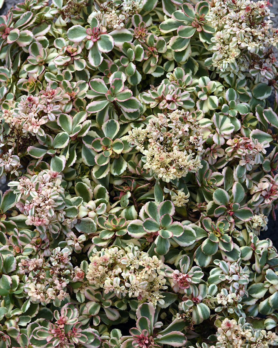 Red Wiggle Stonecrop Perennial - Sedum - Loves the Sun - Live Plant ...