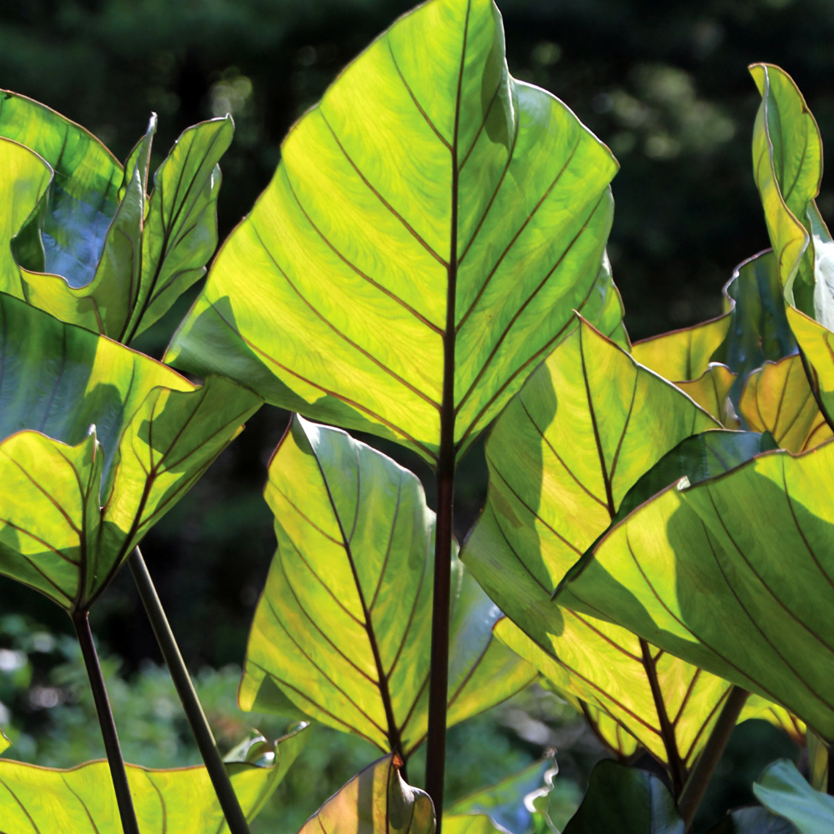Elephant Ear Fig Tree - Ficus auriculata - 10 Seeds - Hirt's Gardens