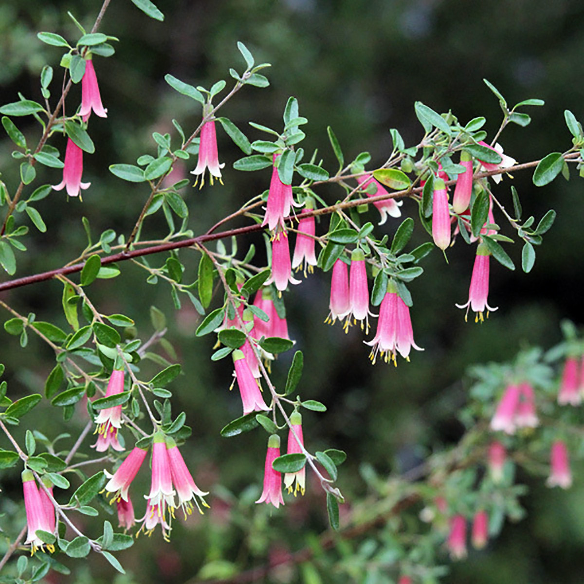 Chinese Paperbark Maple 10 Seeds - Acer griseum - Hirt's Gardens