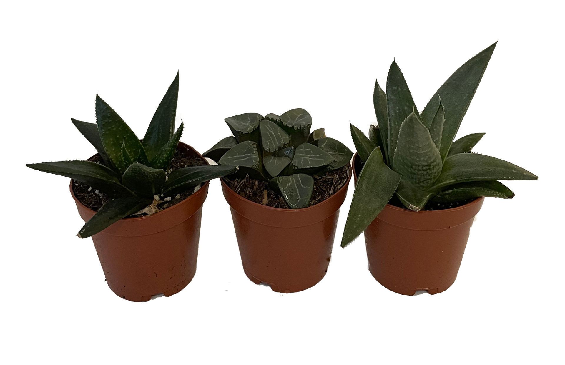 Mango Allusion Arrowhead Plant - Syngonium/Nepthytis - 4" Pot - Hirt's ...