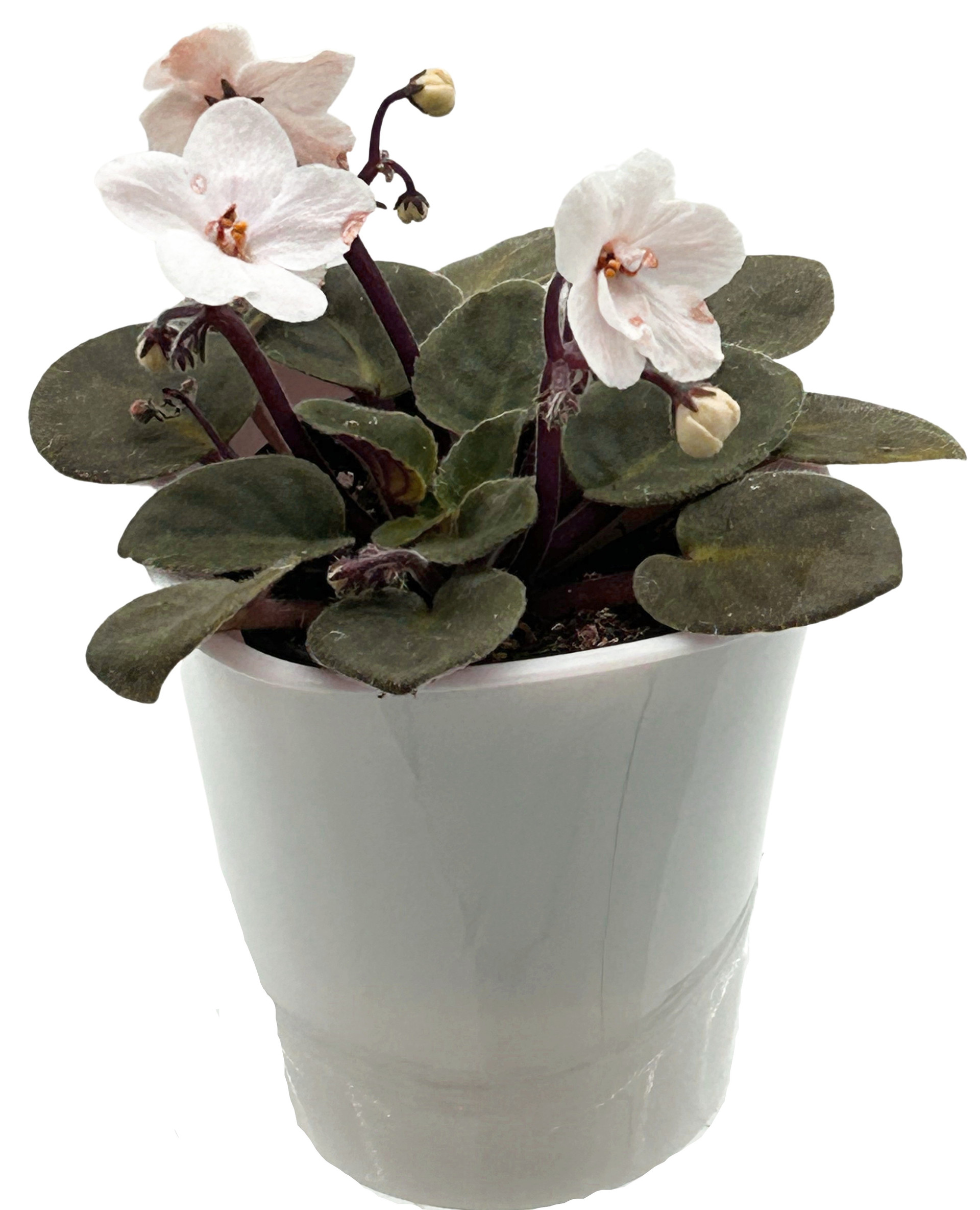 Mango Allusion Arrowhead Plant - Syngonium/Nepthytis - 4" Pot - Hirt's ...