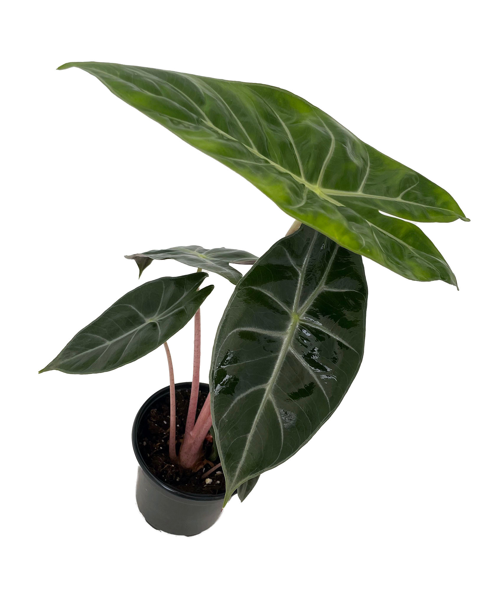 Mango Allusion Arrowhead Plant - Syngonium/Nepthytis - 4" Pot - Hirt's ...