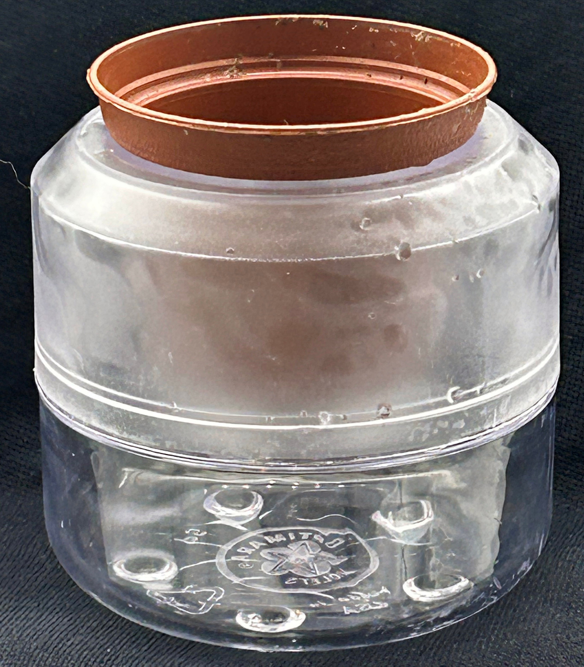 Japanese Raisin Tree 10 Seeds - Hovenia dulcis-Tropical - Hirt's Gardens