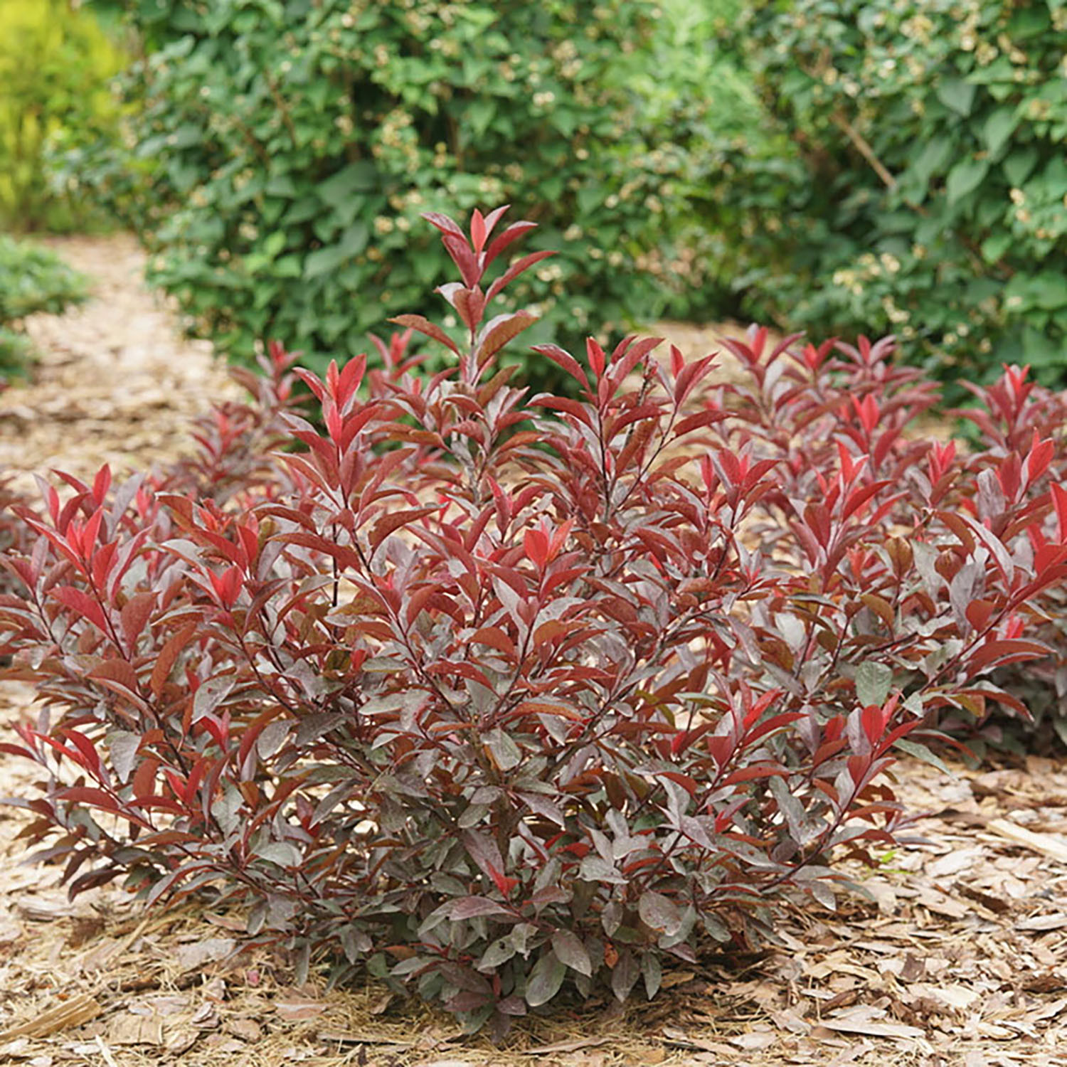 Shop Trees for Sale | Buy Shrubs Online | Hirt's Gardens