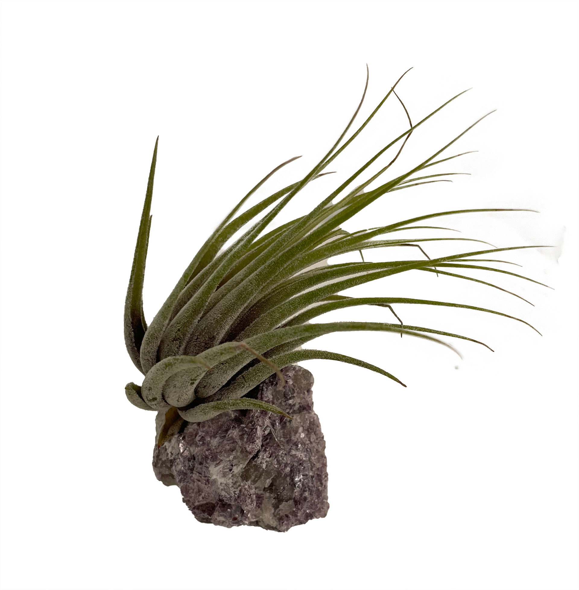 Shop for Plants Online | Perennials, Fruits, Berries | Hirt's Gardens ...