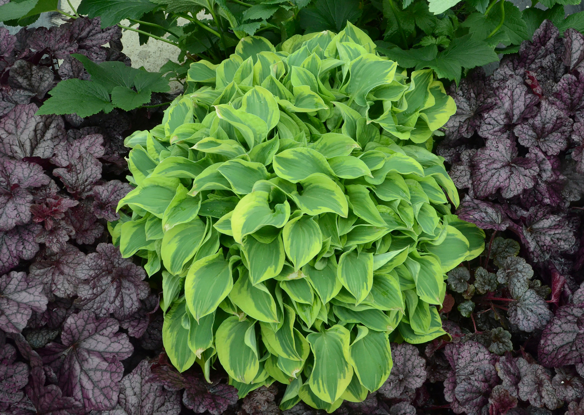 Shop for Plants Online | Perennials, Fruits, Berries | Hirt's Gardens ...
