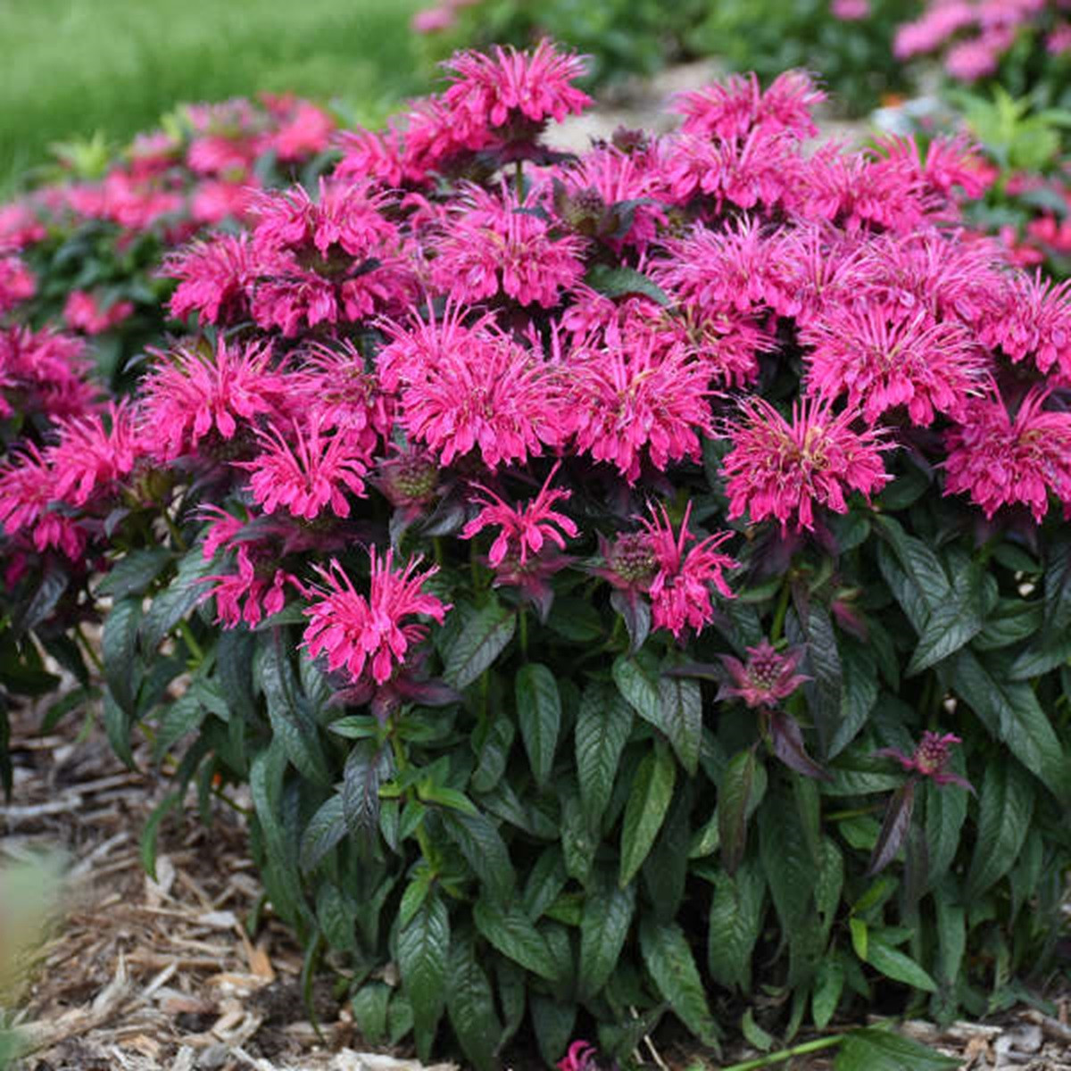 Shop Perennial Plants for Sale | Hirt's Gardens