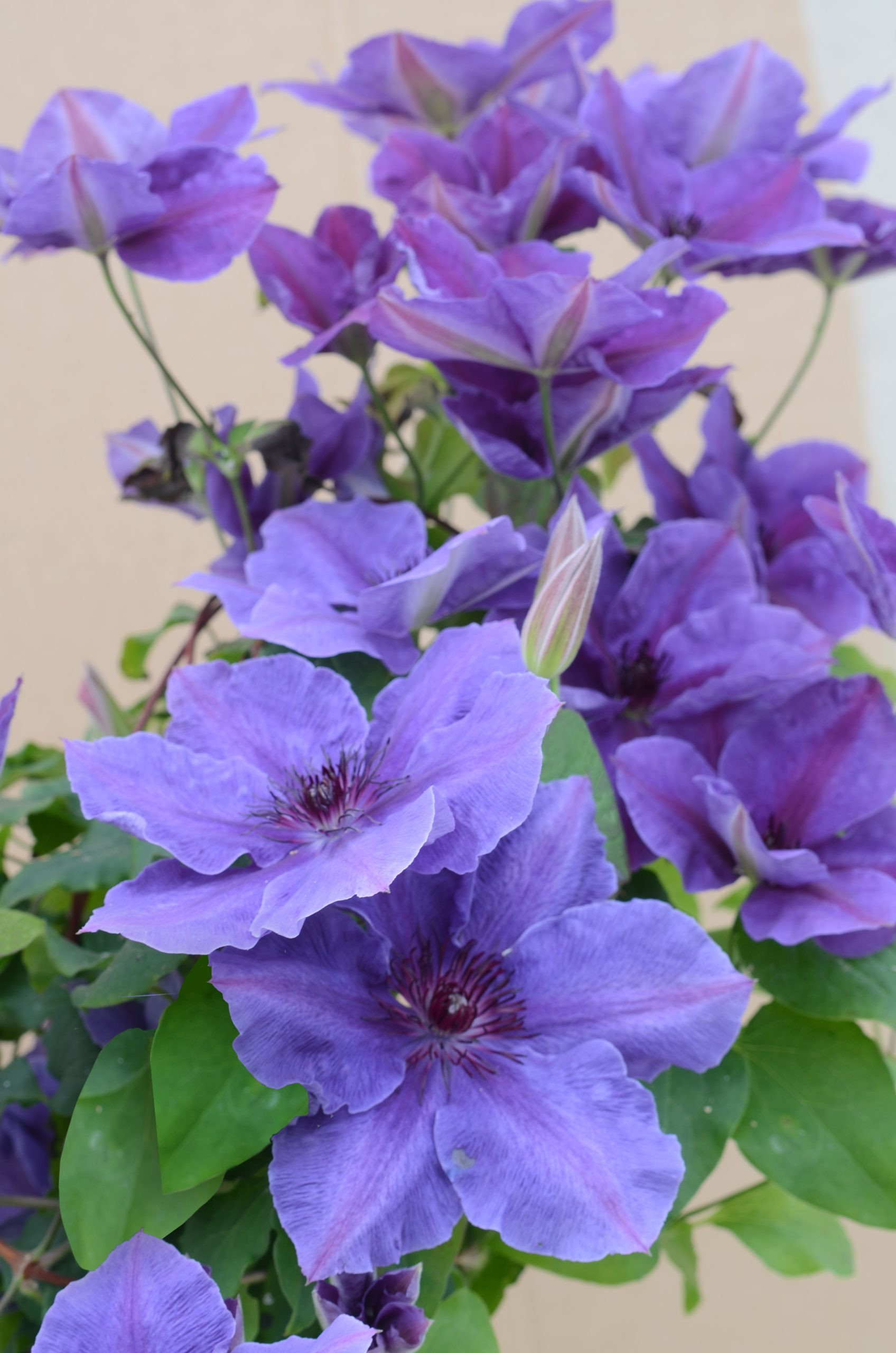 Shop Perennial Plants for Sale | Hirt's Gardens