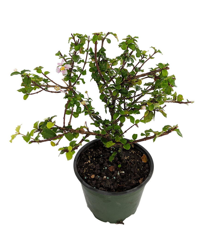 Singapore Miniature Holly Plant - Malpighia coccigera - Edible Fruit ...