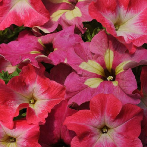 Lime Coral Petunia - 10 Fuseable Pellets - Hirt's Gardens