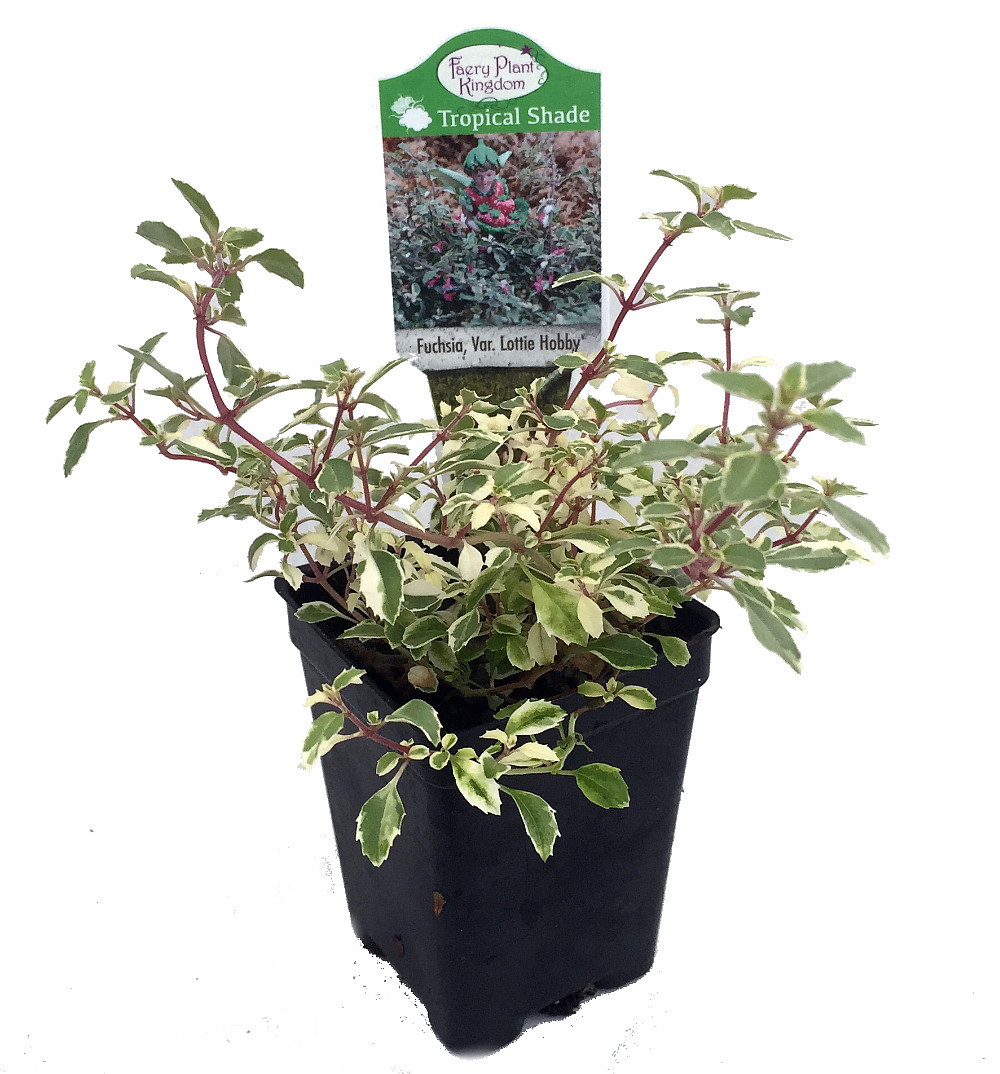 Variegated Lottie Hobby Fuchsia - Indoors/Out/Fairy Garden - Shade - 2. ...