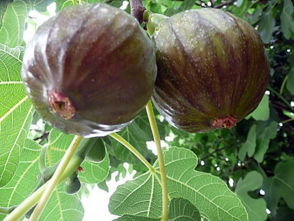 Elephant Ear Fig Tree - Ficus auriculata - 10 Seeds - Hirt's Gardens