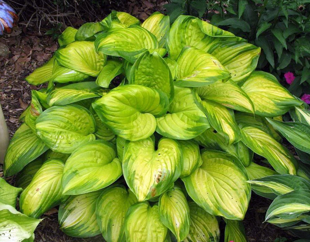 Stained Glass Hosta - HOSTA of the YEAR 2006! - Live Plant - Quart Pot ...