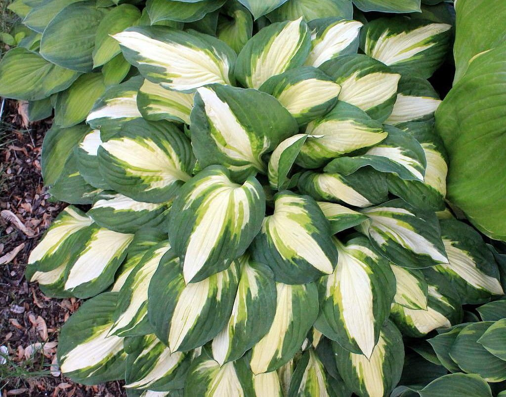Vulcan Hosta - Shade Perennial - Live Plant - Quart Pot - Hirt's Gardens