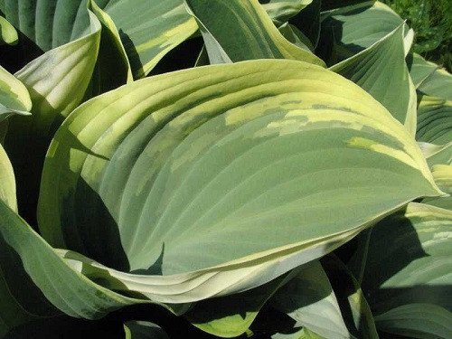 Regal Splendor Hosta - Shaped Gray-Green Leaves - Quart Pot - Hirt's ...