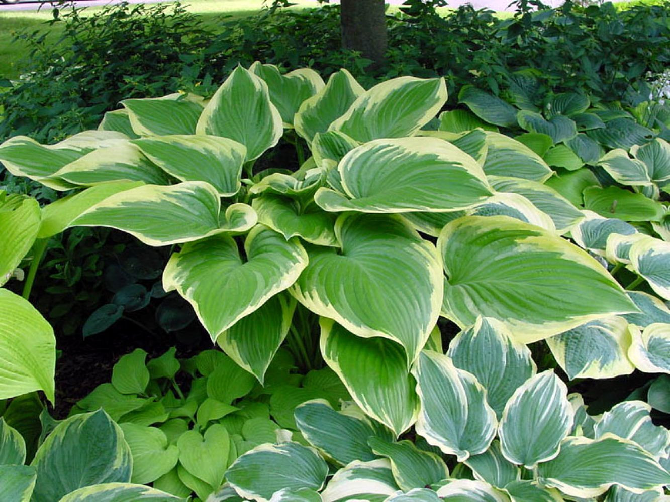 City Lights Hosta - Quart Pot - Hirt's Gardens