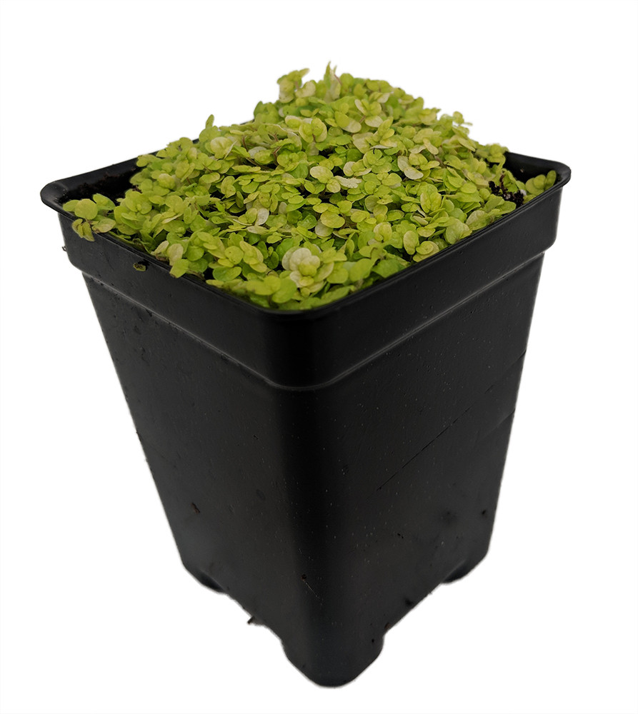 Golden Baby Tears Plant - 2.5" Pot - Helxine - Terrarium/Fairy Garden ...