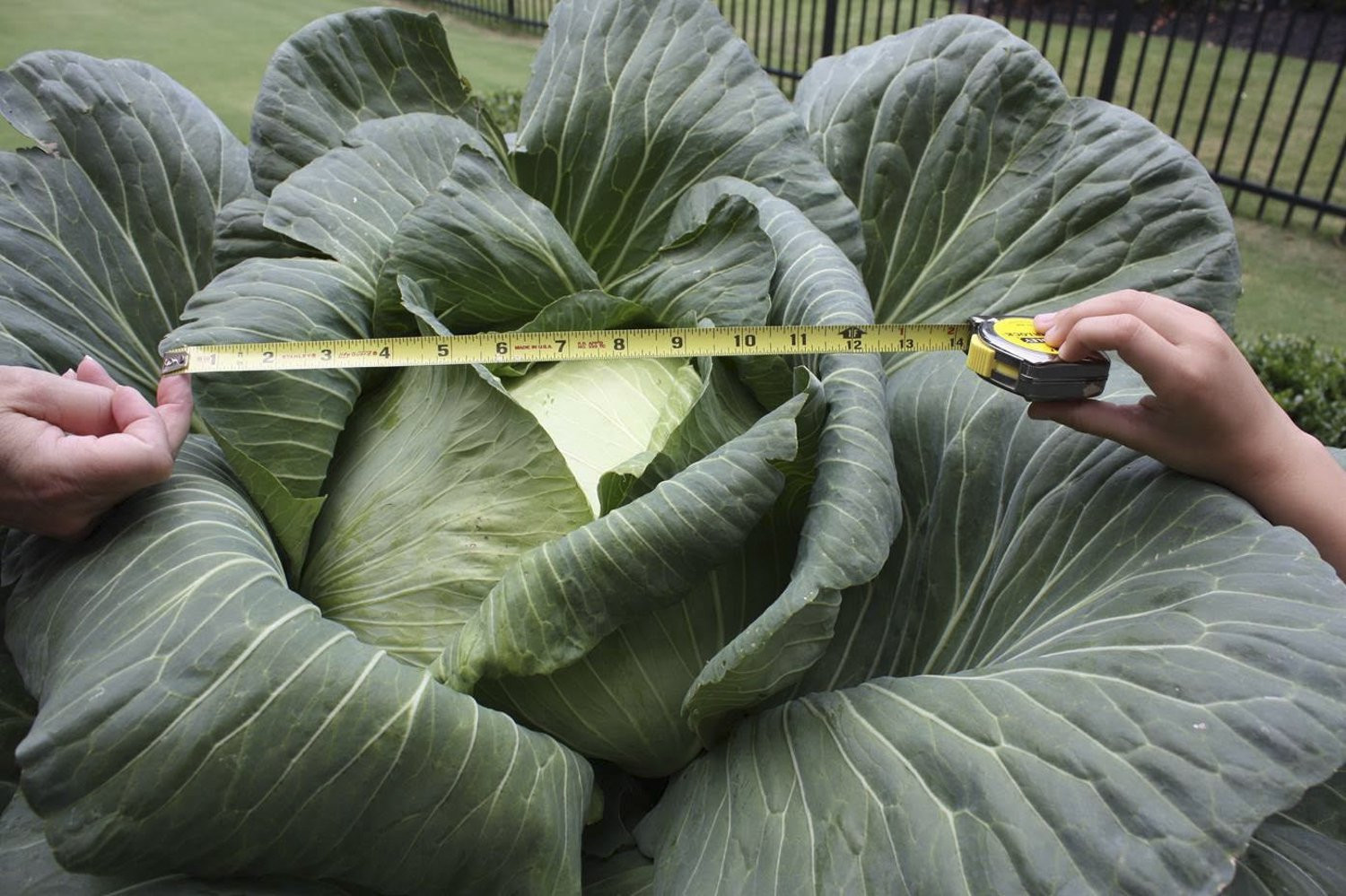 HUGE O-S Cross Giant Cabbage - 50 Seeds - 70lb HEAD - Hirt's Gardens