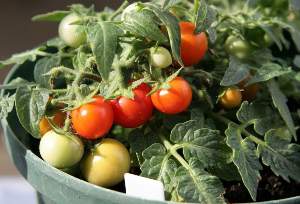 Micro Tom Tomato 15 Seeds - Worlds Smallest - Hirt's Gardens