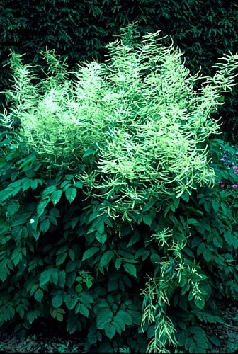 Goatsbeard 30 Seeds - Aruncus - Shade Perennial - Hirt's Gardens
