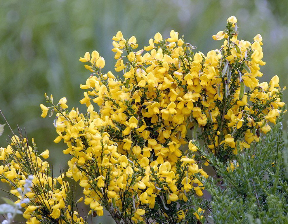 Scotch Gypsy Broom Perennial 50 Seeds - Cytisus - No Shipping to ...