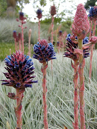 Chagualillo Chico - Puya venusta - 10 Seeds - Hirt's Gardens