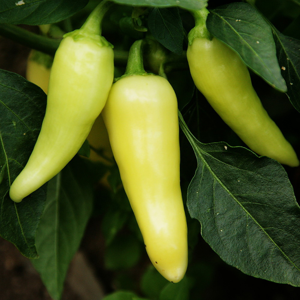 Santa Fe Grande Pepper 30 Seed/Seeds - Sweet & Mildly Hot - Hirt's Gardens
