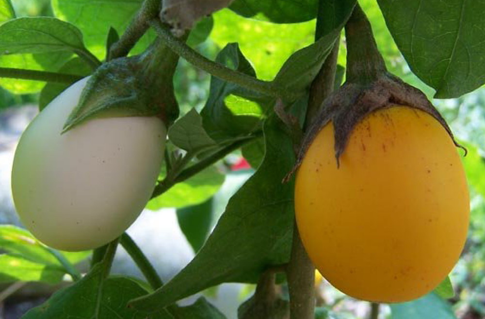 AMAZING Egg Tree - Grow Indoors/Out-Edible Fruit - Ornamental Eggplant ...