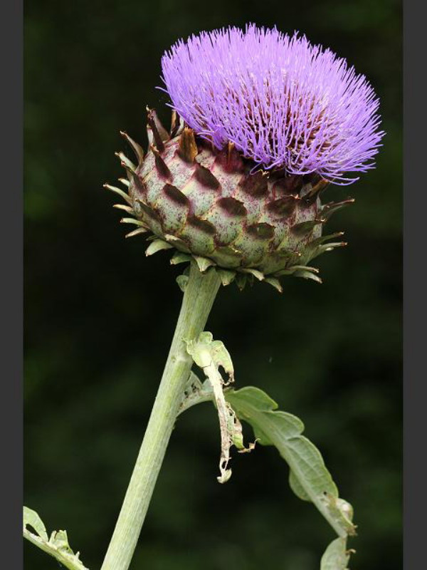 Cardoon 15 Seeds - Edible-Cynara cardunculus - Veggie - Hirt's Gardens