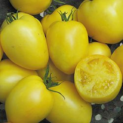 Powers Heirloom Tomato - 20 Seeds - Yellow Paste - Hirt's Gardens