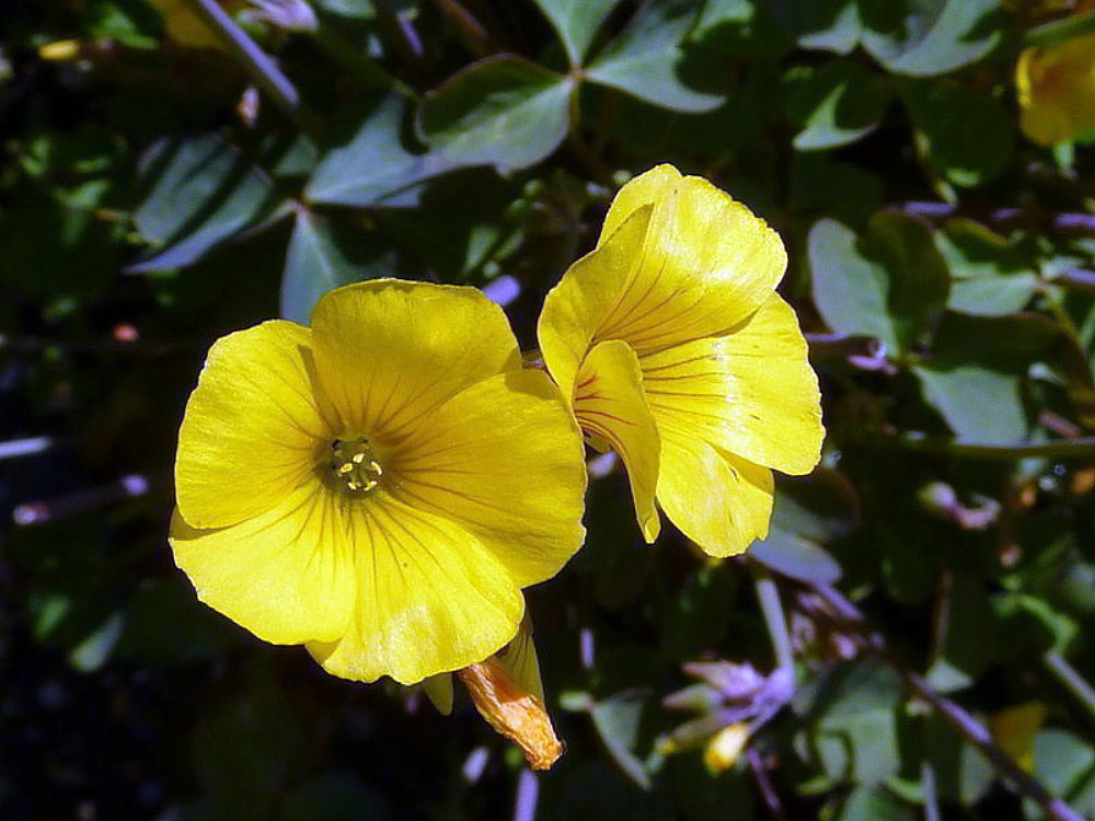 Lucky Gold Shamrock 50 Seeds -Oxalis valdiviensis- RARE - Hirt's Gardens