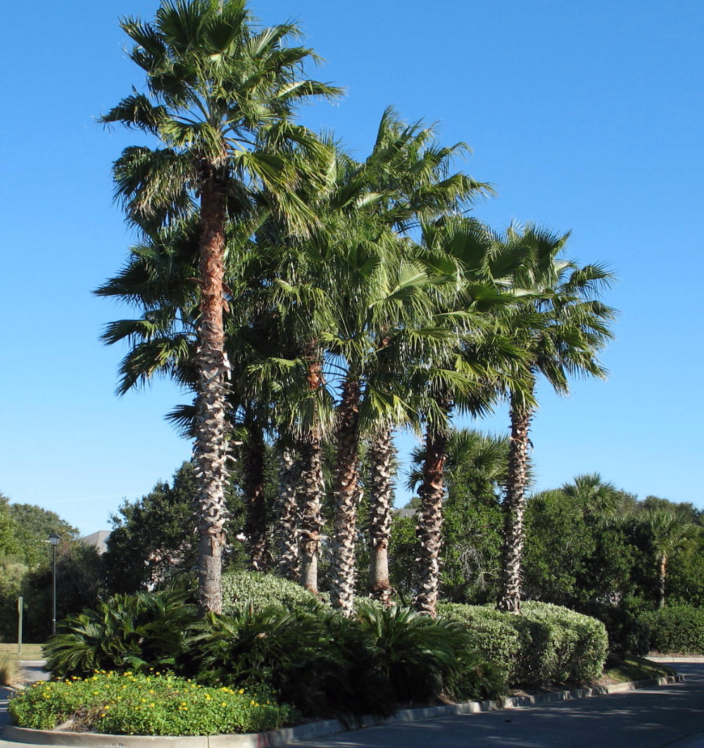 Washington Palm 10 Seeds - Washingtonia - Hirt's Gardens