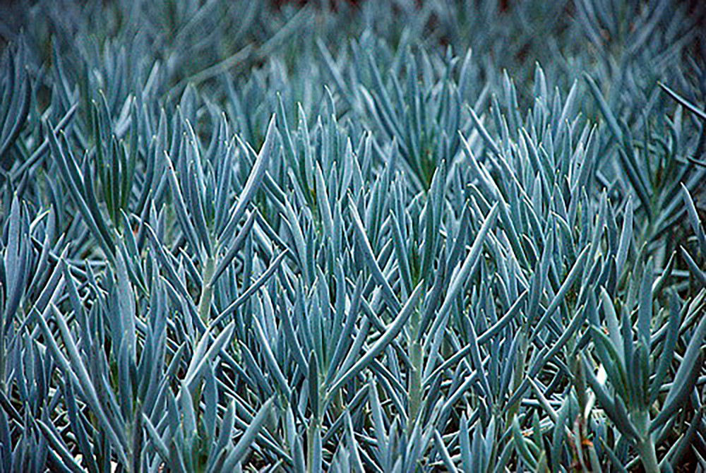 Blue Chalksticks Plant - Senecio serpens - 2.5" Pot - Hirt's Gardens